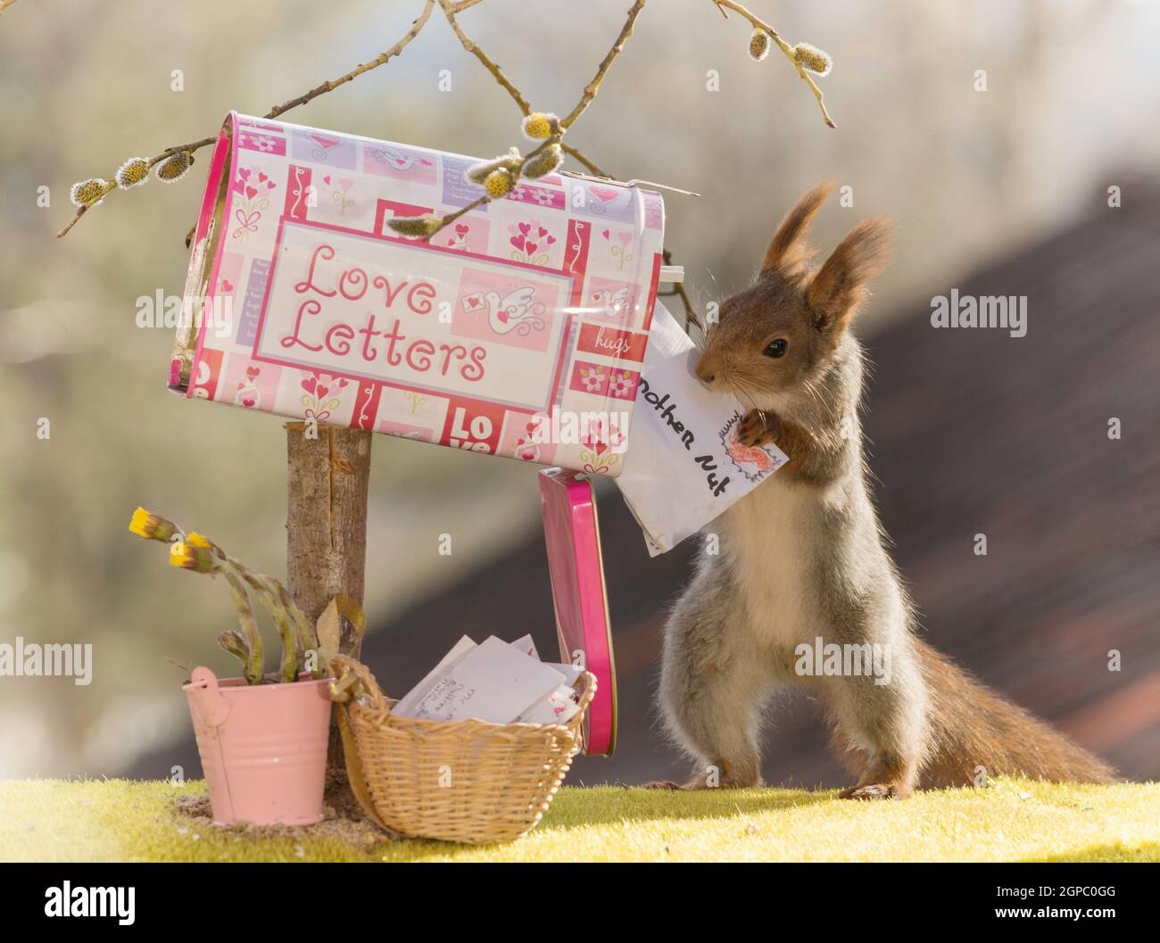 red squirrel holding a letter with words mother nut Stock Photo - Alamy