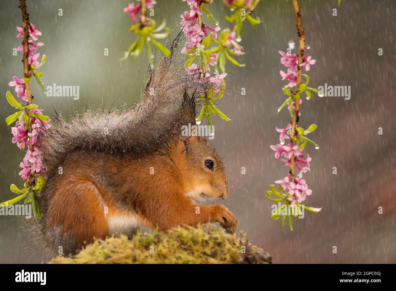 Sciuridae in rain hi-res stock photography and images - Alamy