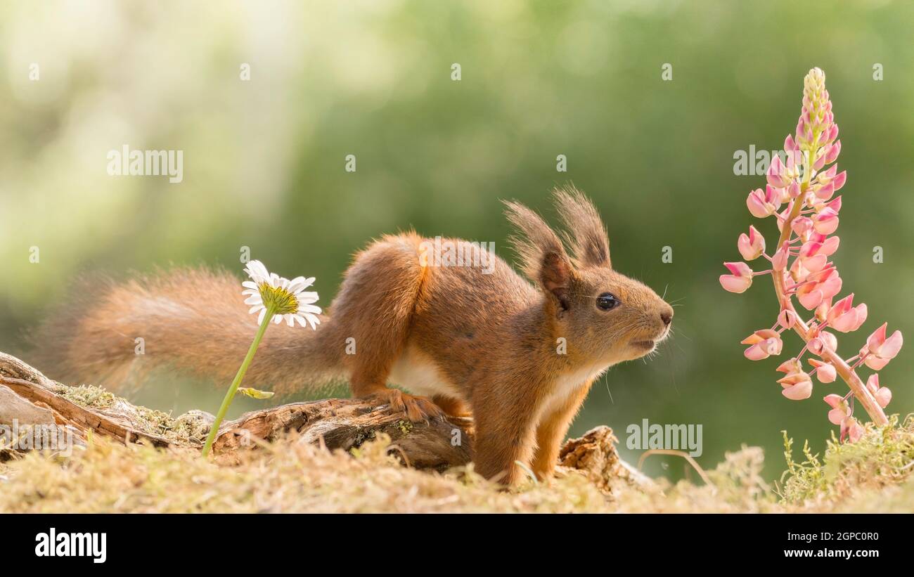 Upine hi-res stock photography and images - Alamy