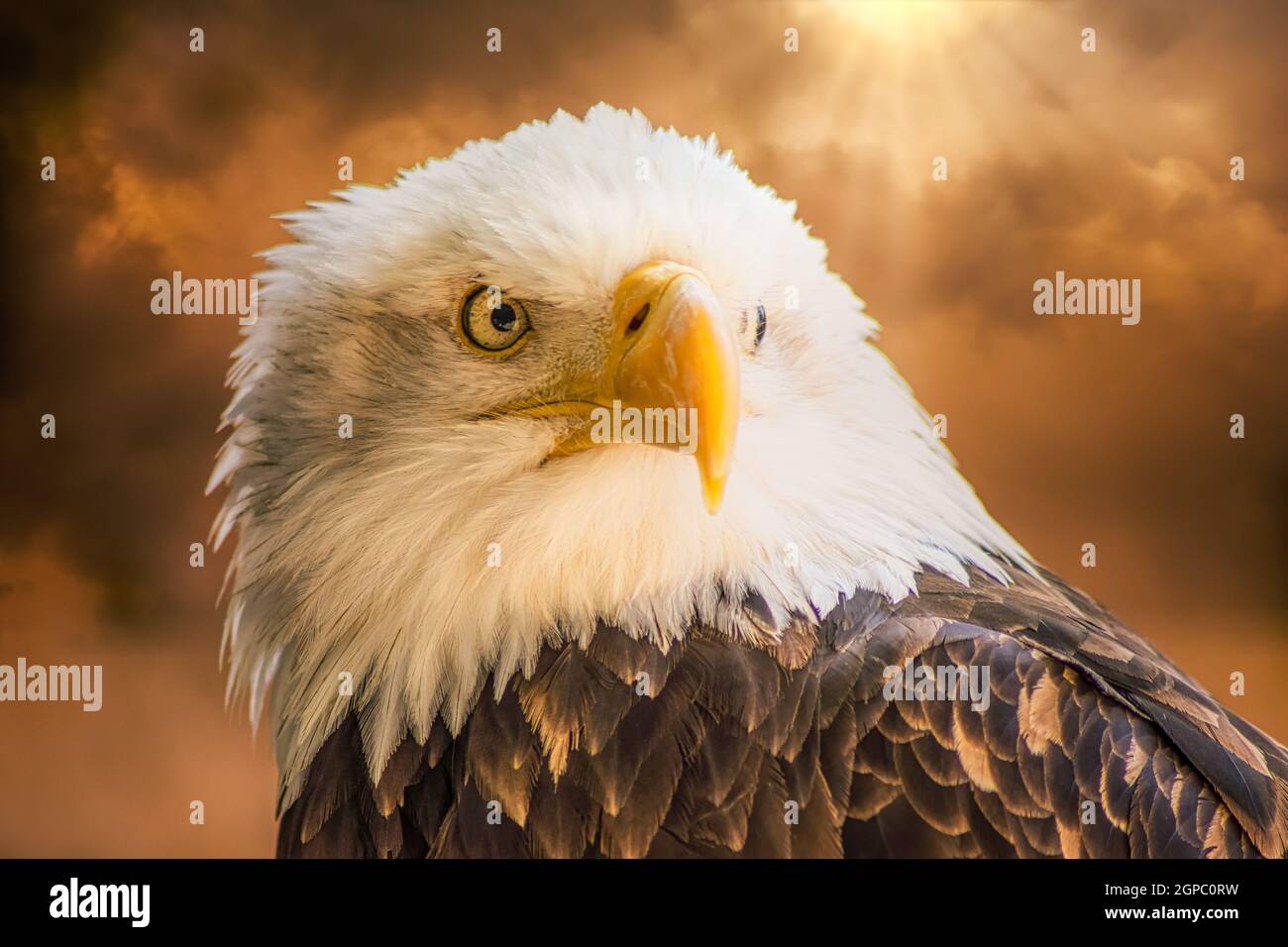 Portrait of an american bald eagle, symbol of freedom of the United ...