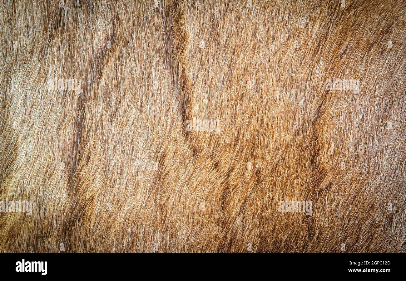 The Colored reindeer fur texture as background Stock Photo - Alamy