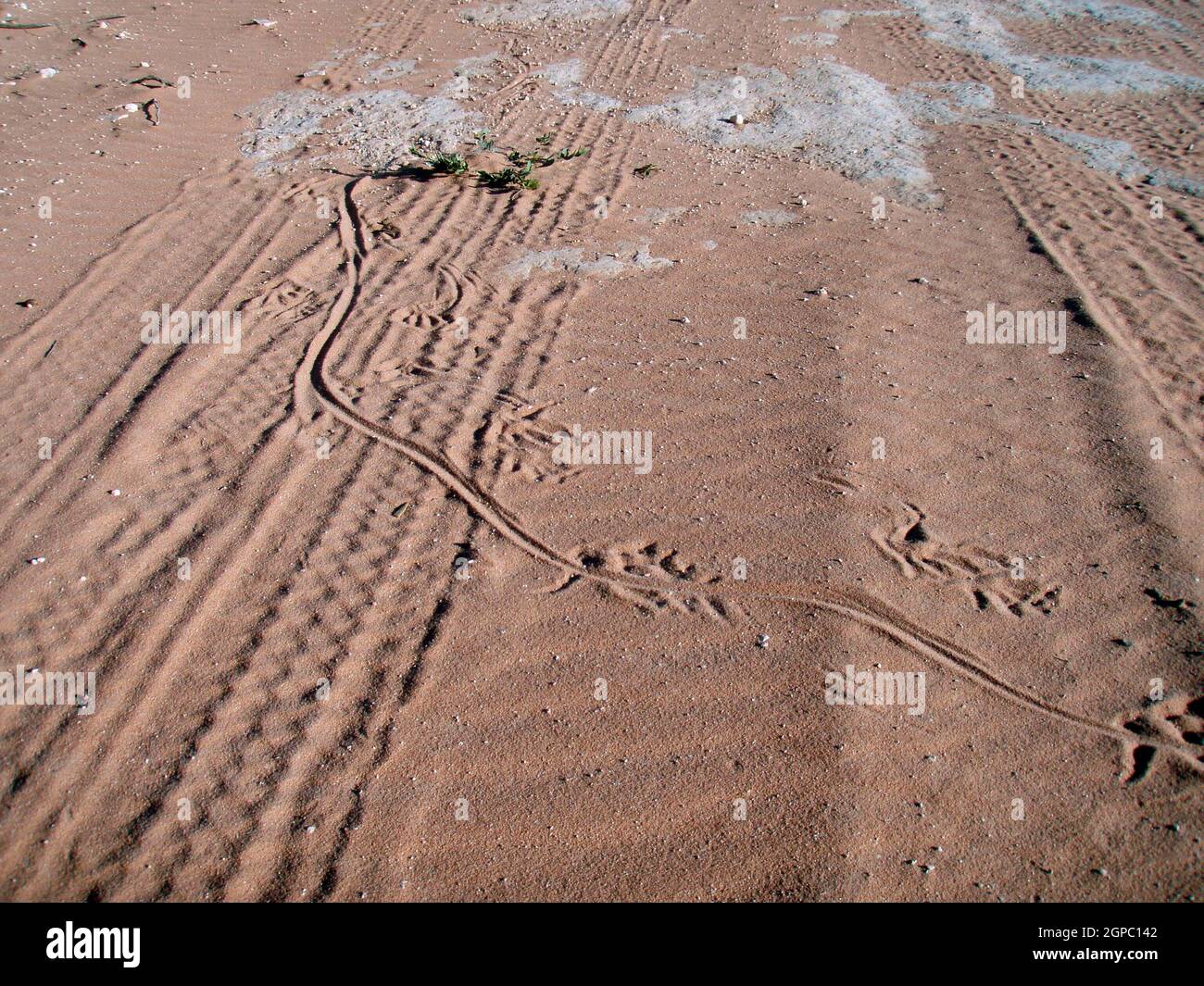 Lizard footprints hi-res stock photography and images - Alamy