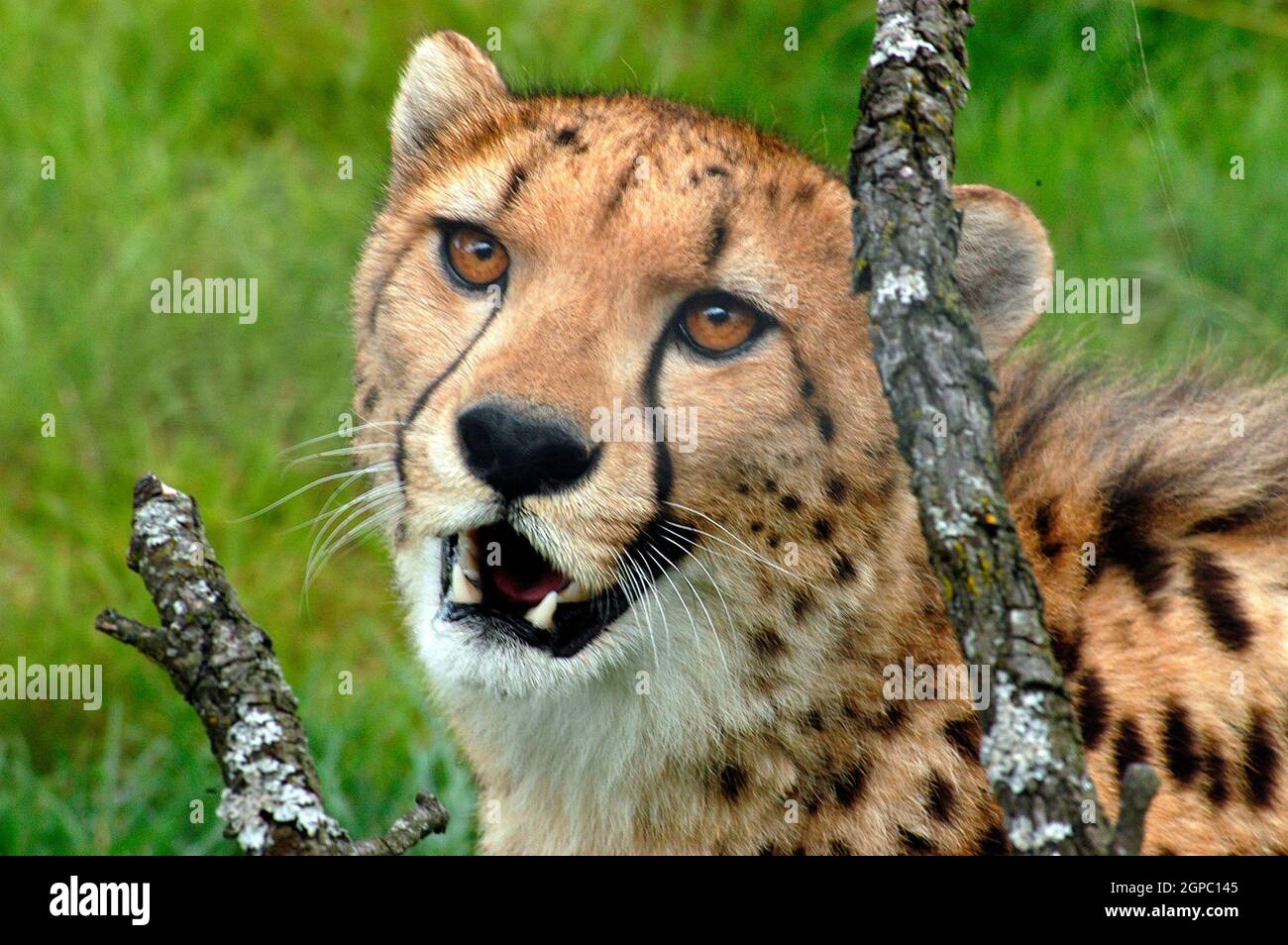 Cheetah showing teeth hi-res stock photography and images - Alamy
