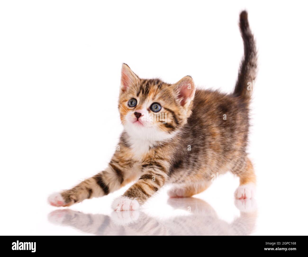 Scared kitten on a white background in the studio. Kitten with blue ...