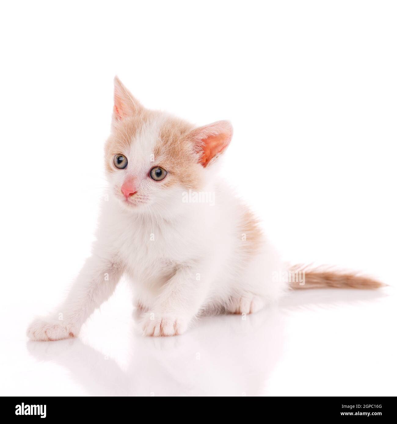 Little scared kitten sitting on a white background in the studio Stock ...