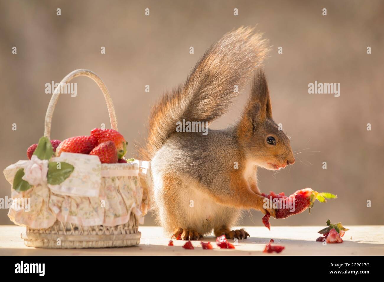 Red Squirrel Is Eating A Strawberry High Resolution Stock Photography ...