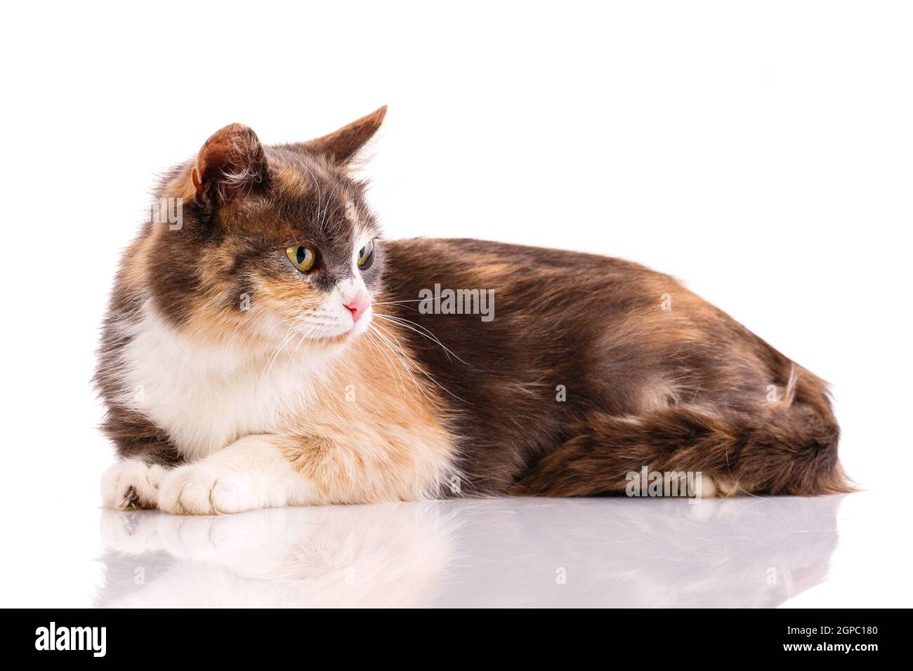 Three-colored cat lies and looks to the side on a white background ...