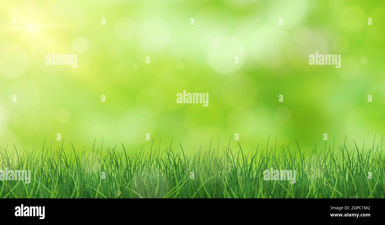 Lush green grass lit by the sun - Vector illustration Stock Photo - Alamy