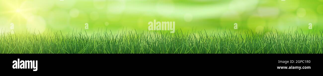 Lush green grass lit by the sun - Vector illustration Stock Photo - Alamy
