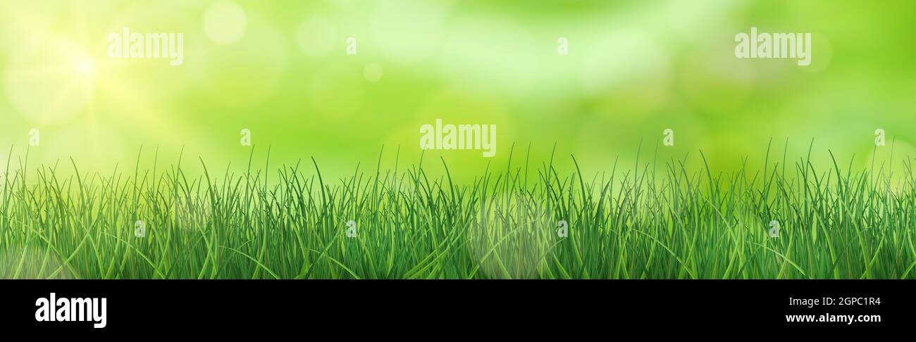 Lush green grass lit by the sun - Vector illustration Stock Photo - Alamy