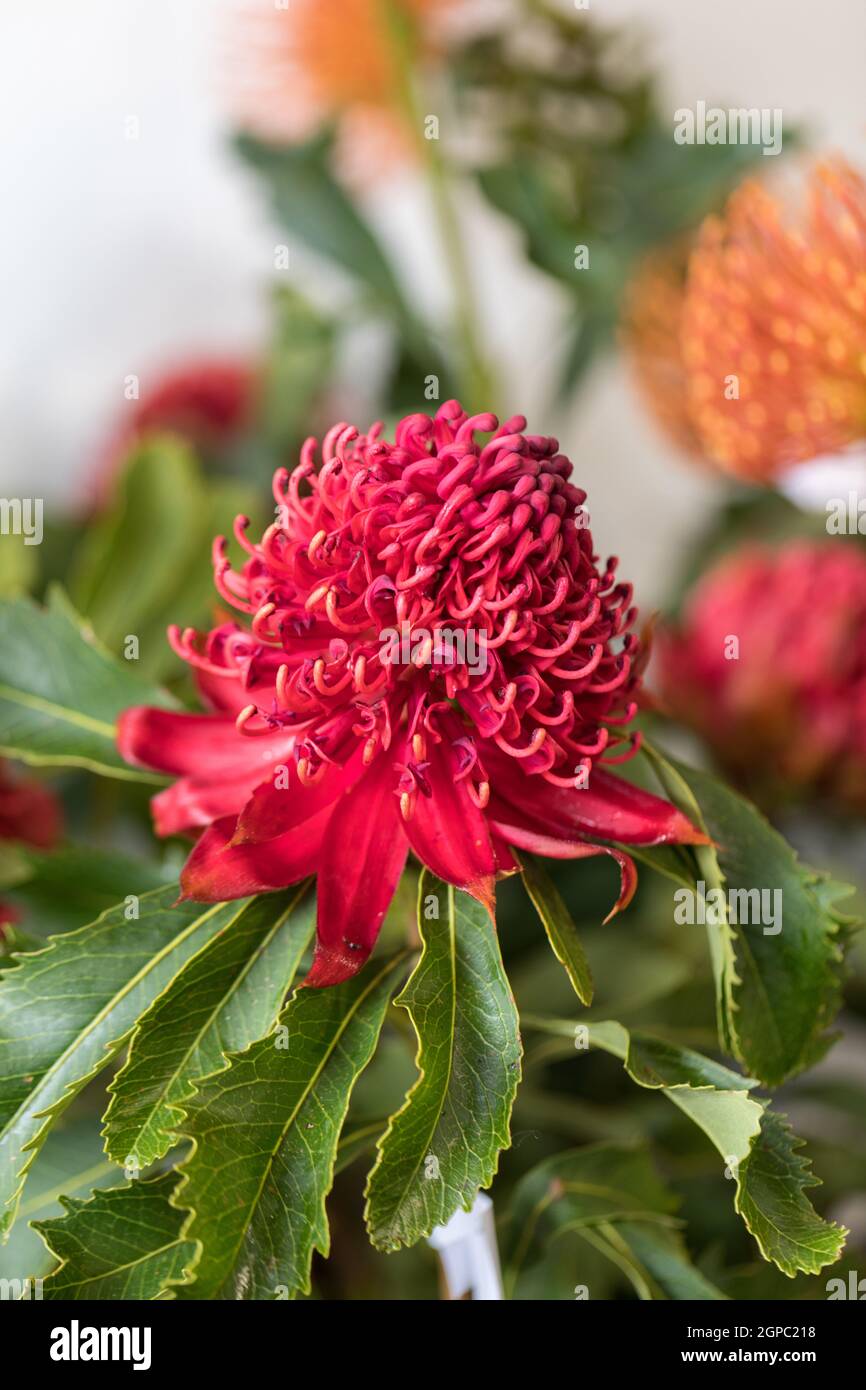 Waratah telopea speciosissima hi-res stock photography and images - Alamy