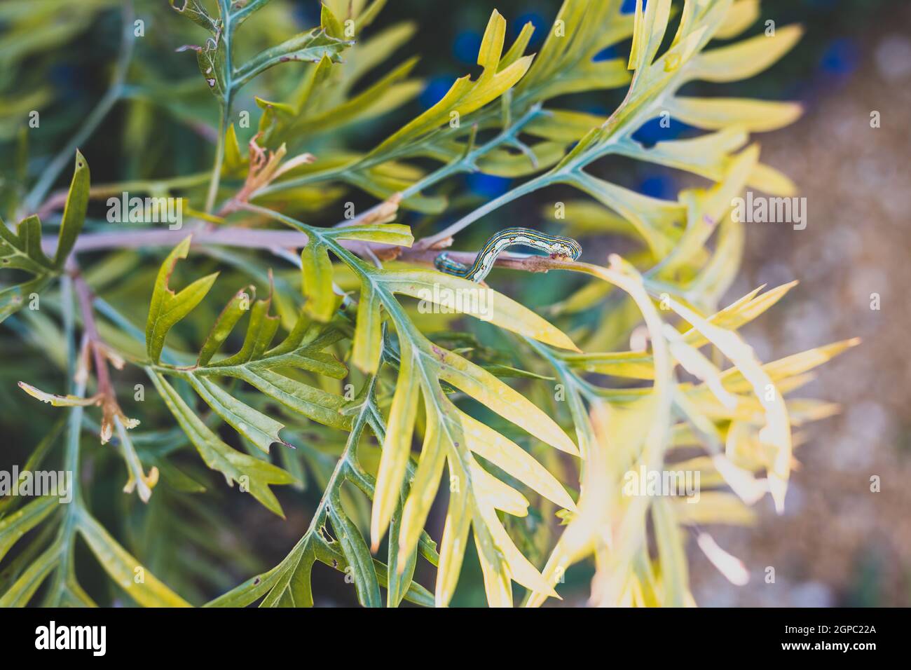native Australian grevillea plant with colorful caterpillar on it in beautiful tropical backyard ...