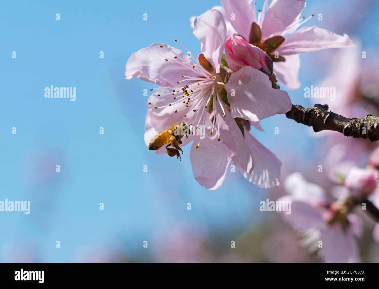 Oil collecting bees hi-res stock photography and images - Alamy