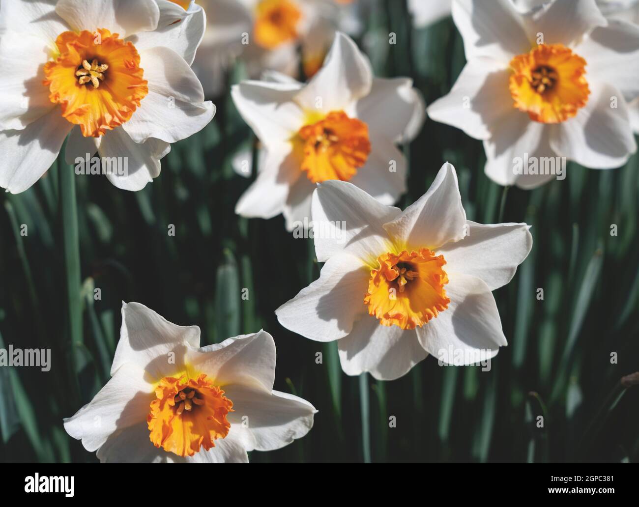 Flower background. Close-up of daffodil flowers across the screen Stock ...