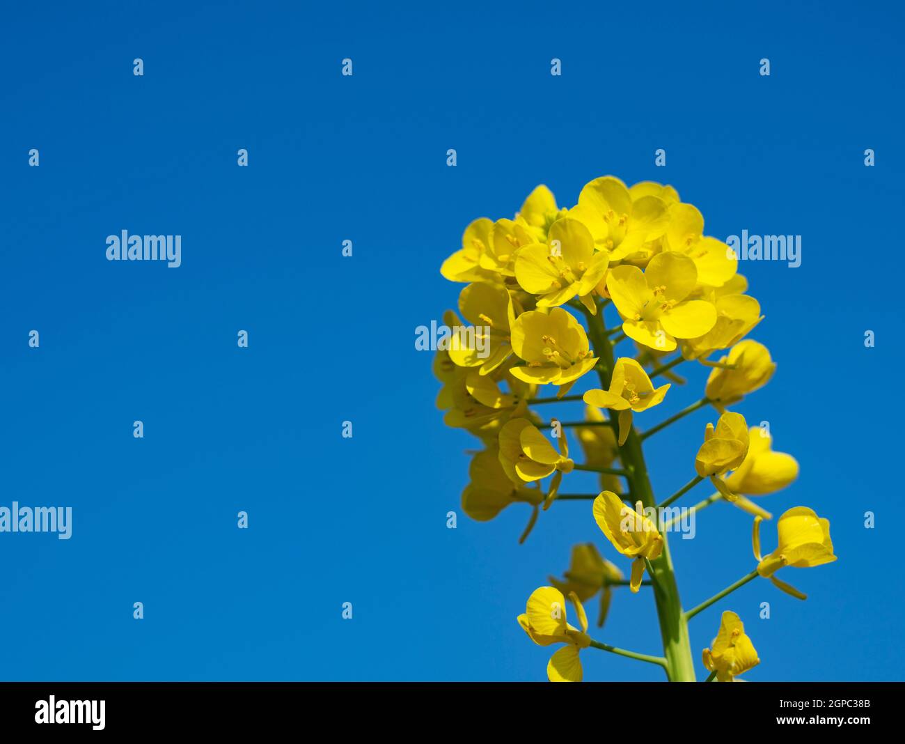 Flower background with copy space. Blue sky and one rape flower Stock ...