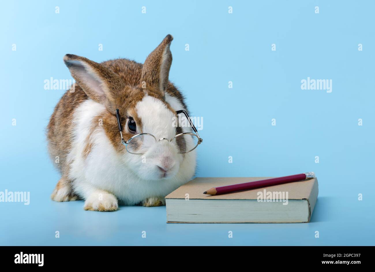 Cute rabbit with glasses sitting beside the brown book on blue ...