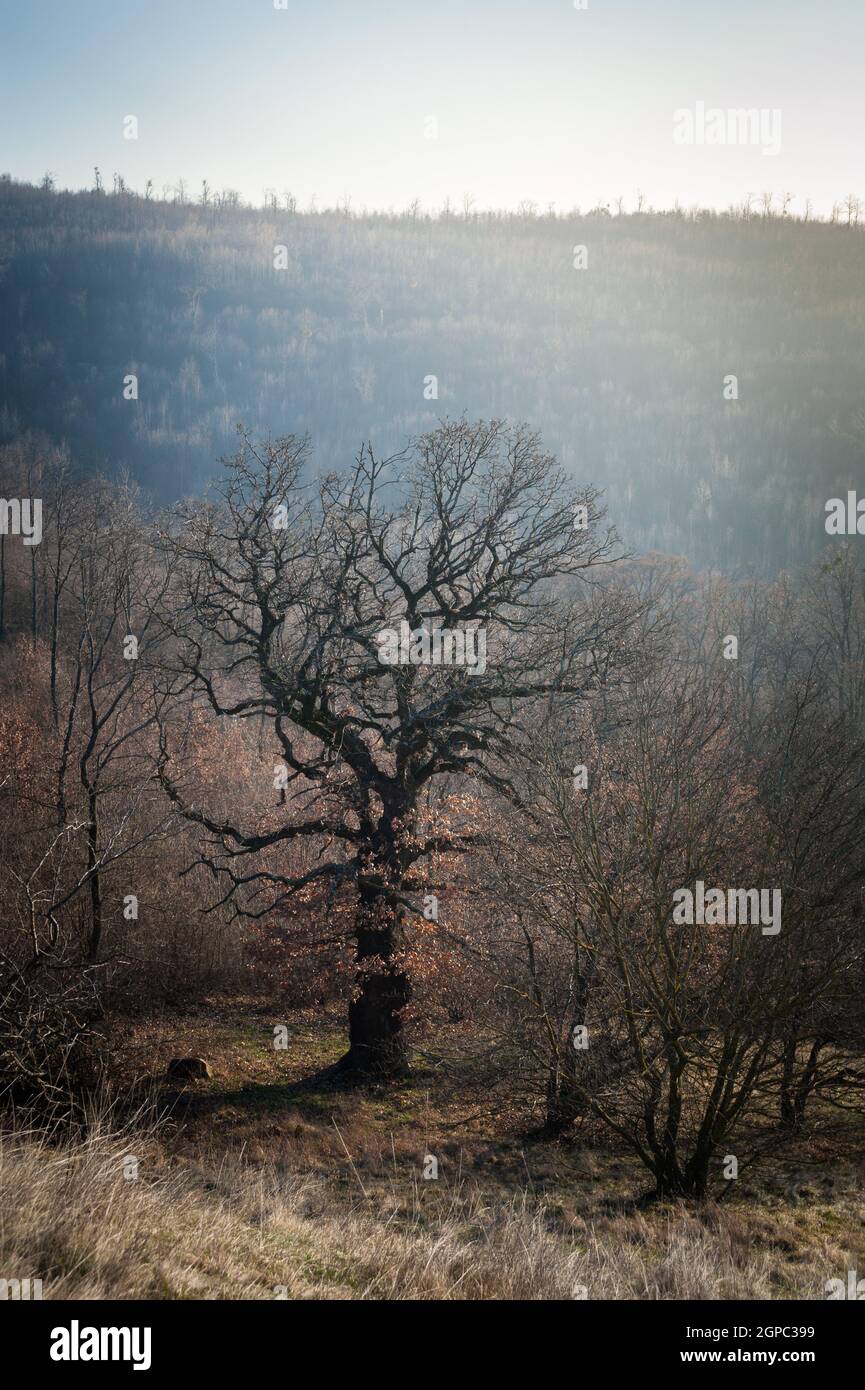old vast oak tree in a austrian forest Stock Photo - Alamy