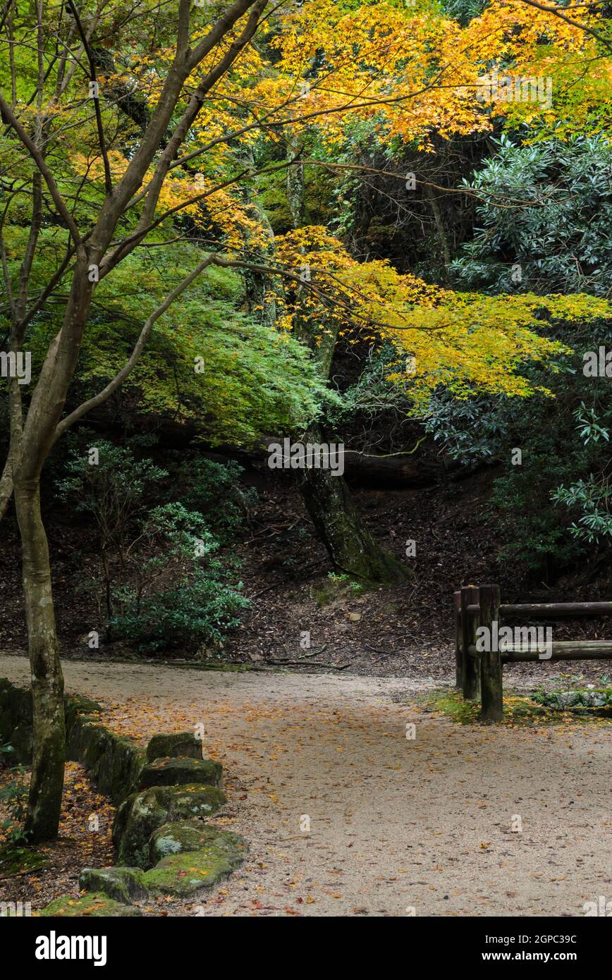 Japanese Autumn color leaves of Momijidani park in Miyajima, Japan ...