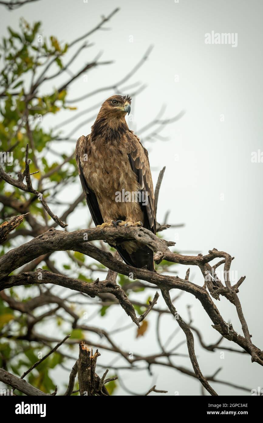 Bird tilting head hi-res stock photography and images - Alamy