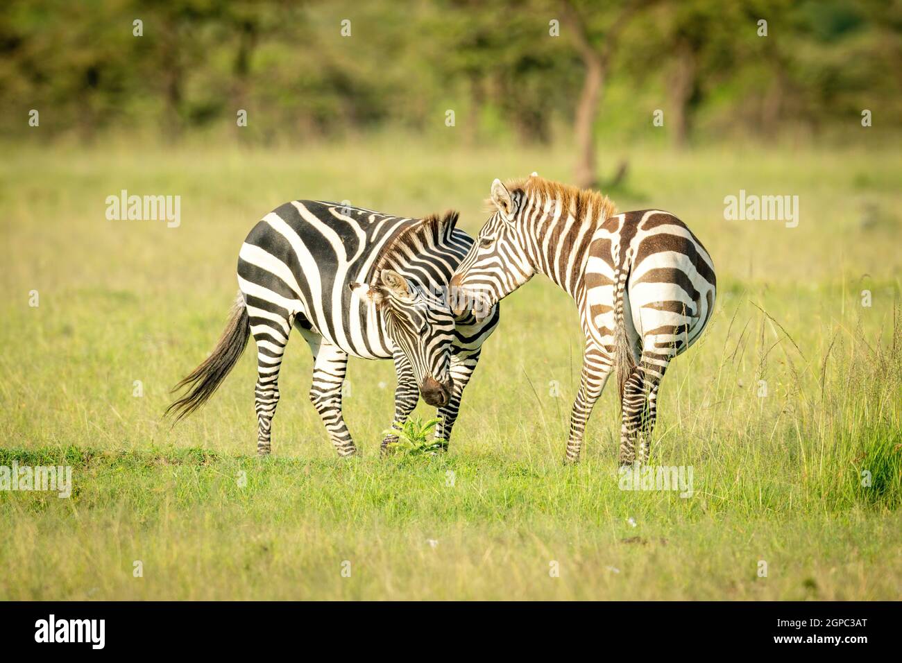 Two plains zebra play fighting in grass Stock Photo - Alamy