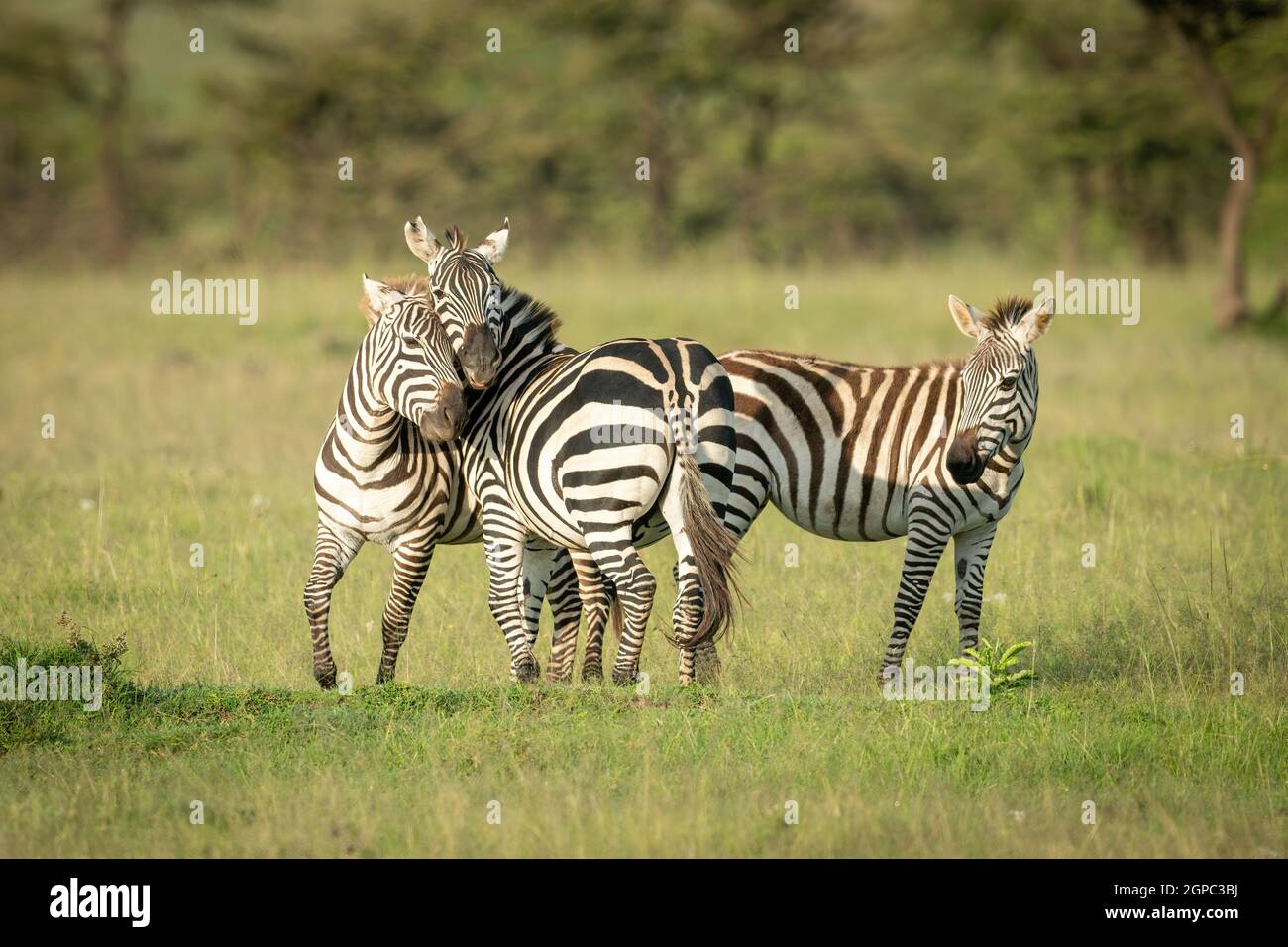 Two plains zebra play fighting beside foal Stock Photo - Alamy