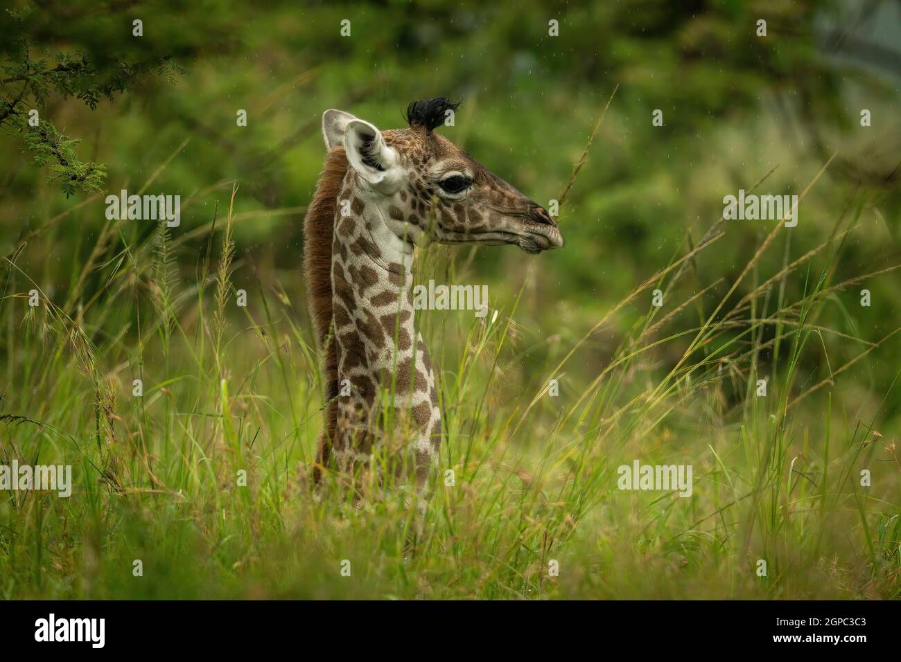 Giraffe lying down hi-res stock photography and images - Alamy