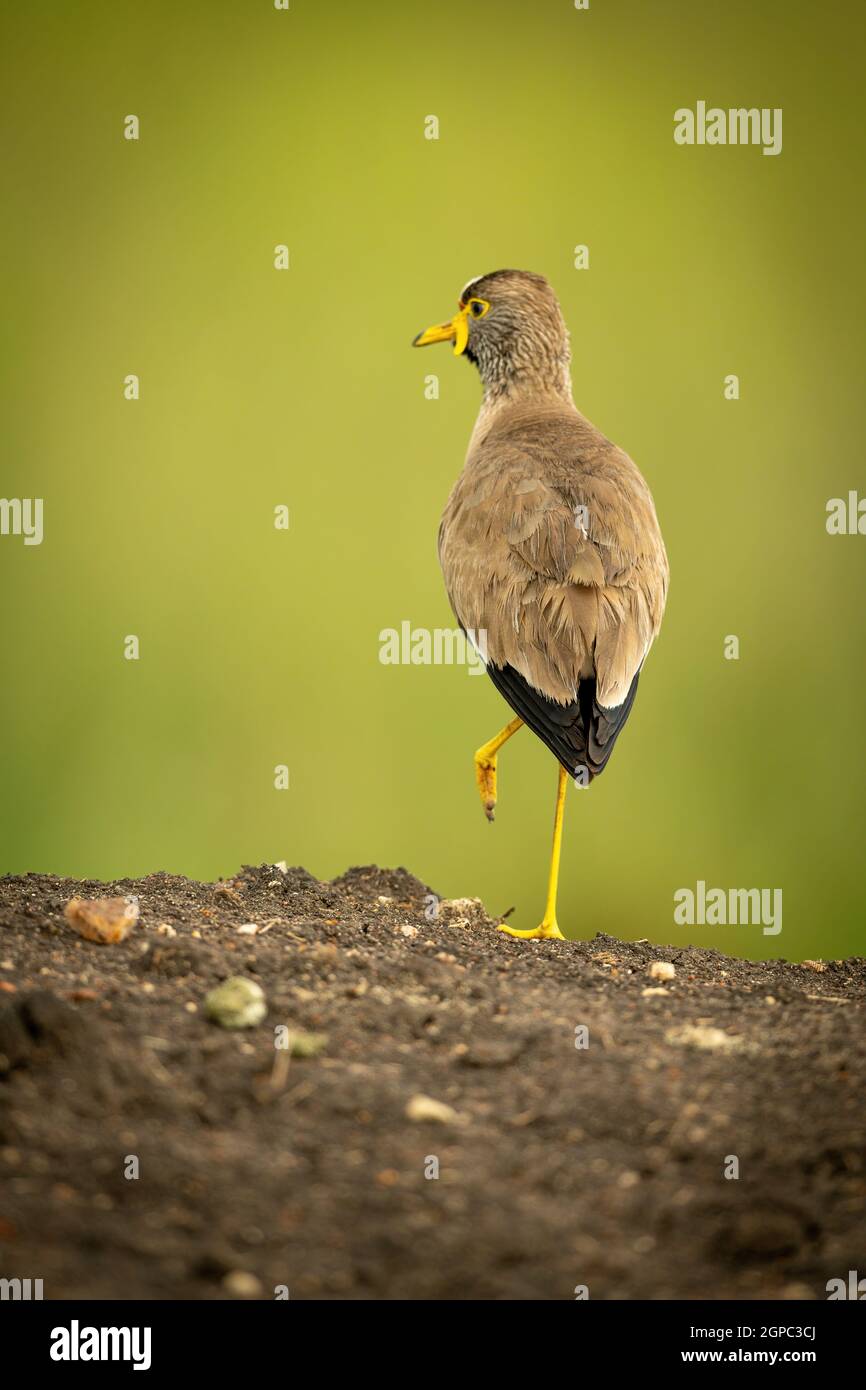 Wattled plover on one leg turning head Stock Photo - Alamy