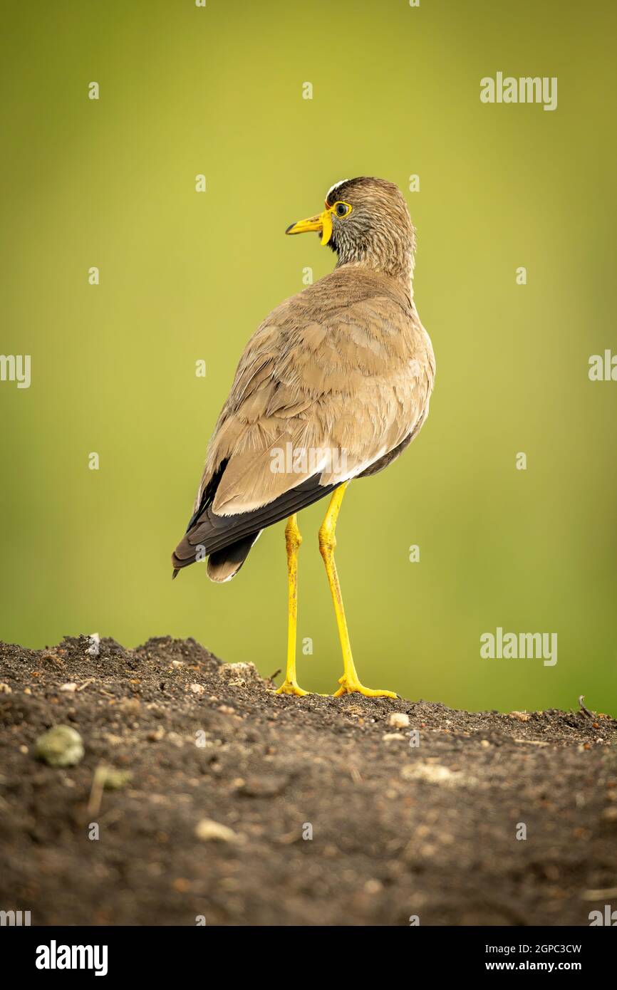 Wattled plover on earth bank turning head Stock Photo - Alamy