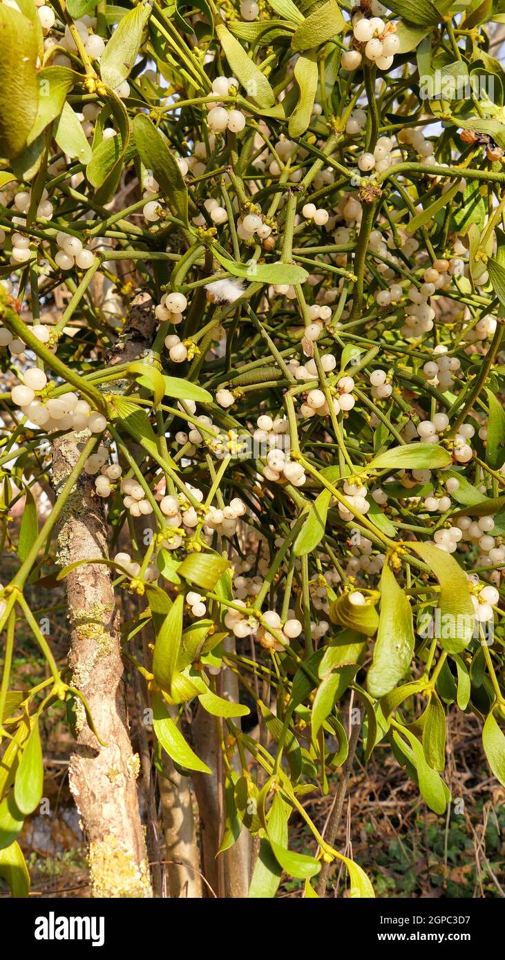 Mistletoe therapy hi-res stock photography and images - Alamy
