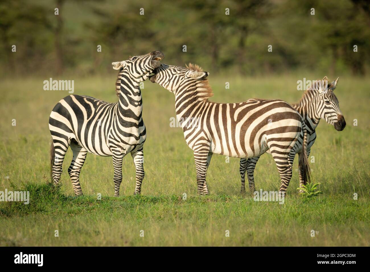 Plains zebra stands biting another in grass Stock Photo - Alamy