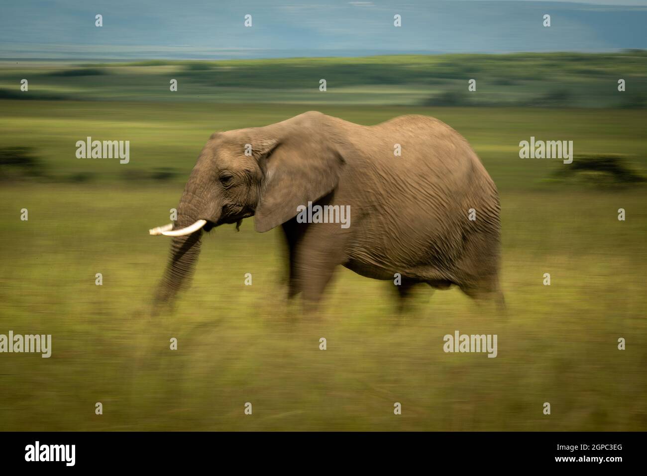 Slow pan african elephant hi-res stock photography and images - Alamy