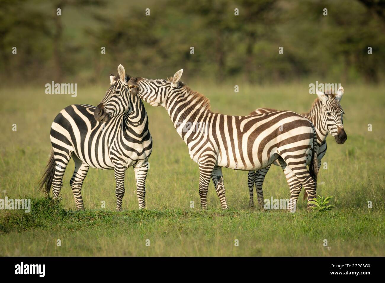 Plains zebra stands biting another beside foal Stock Photo - Alamy