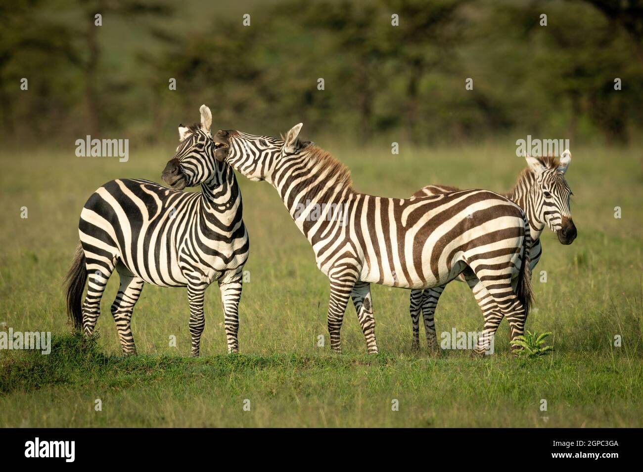 Plains zebra stands biting another near foal Stock Photo - Alamy