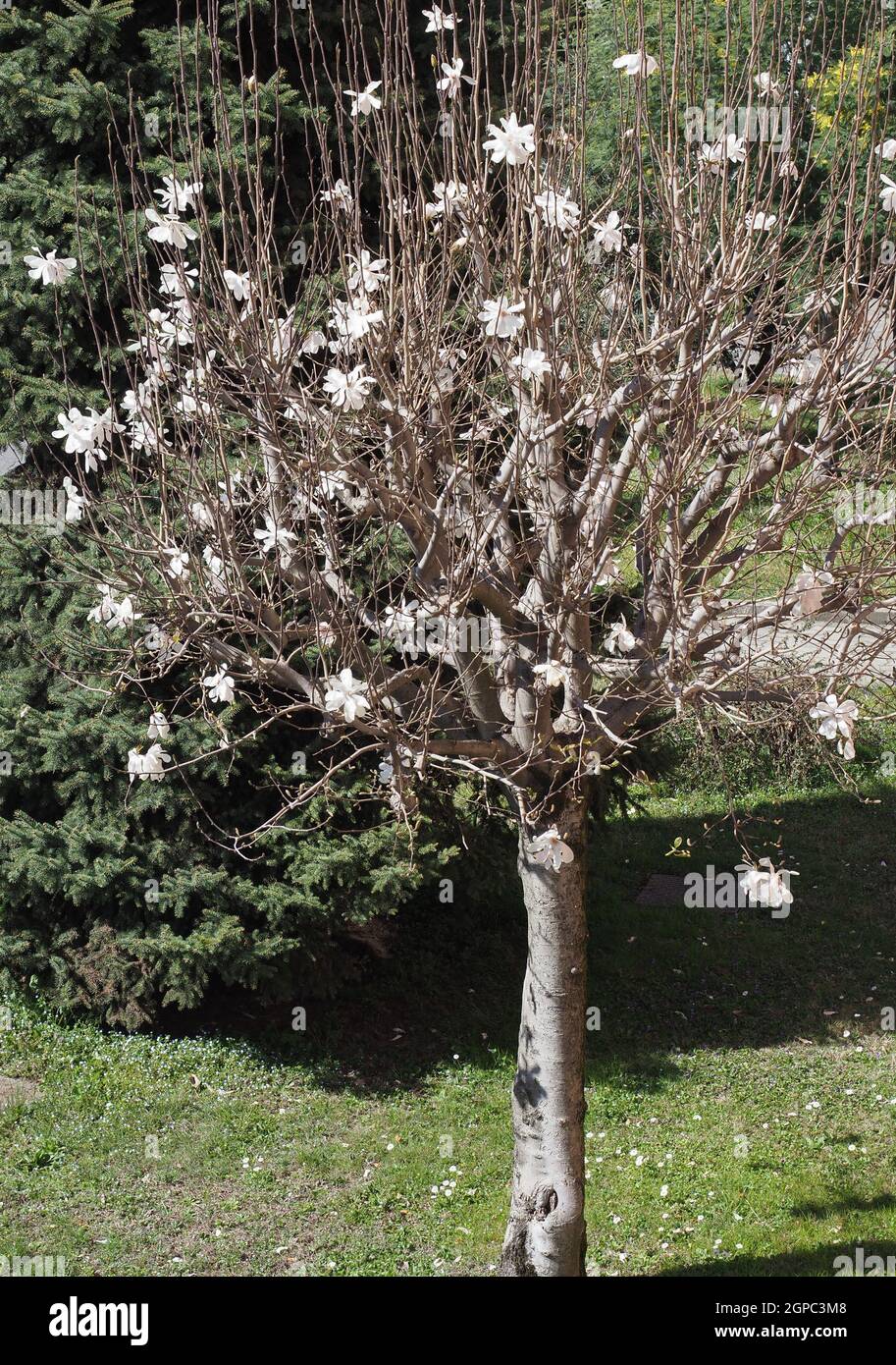 sweetbay (scientific name Magnolia virginiana) tree ((sweetbay ...