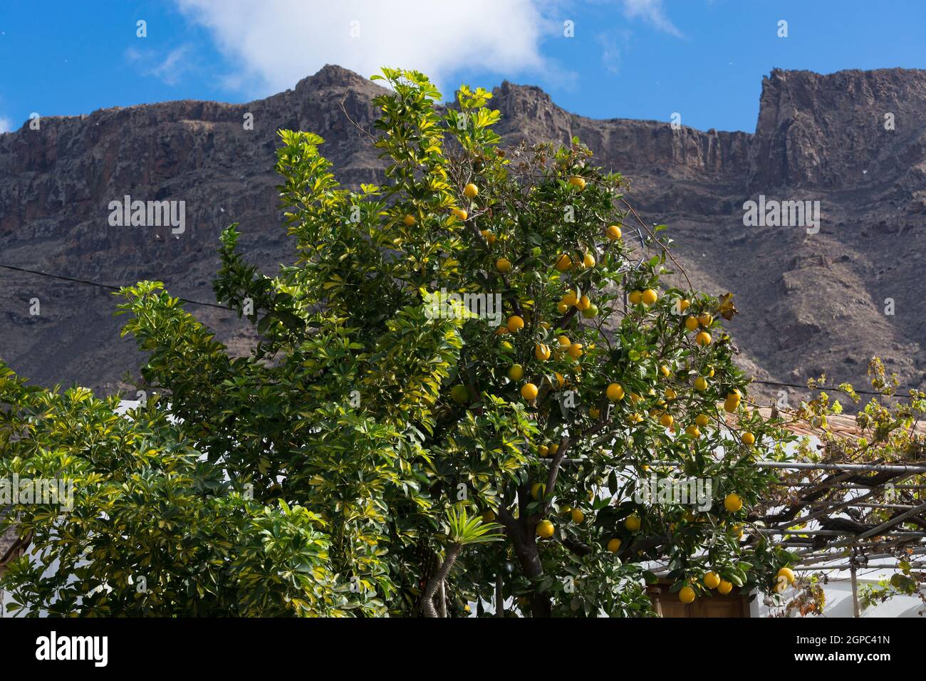 Lemon grove hi-res stock photography and images - Alamy
