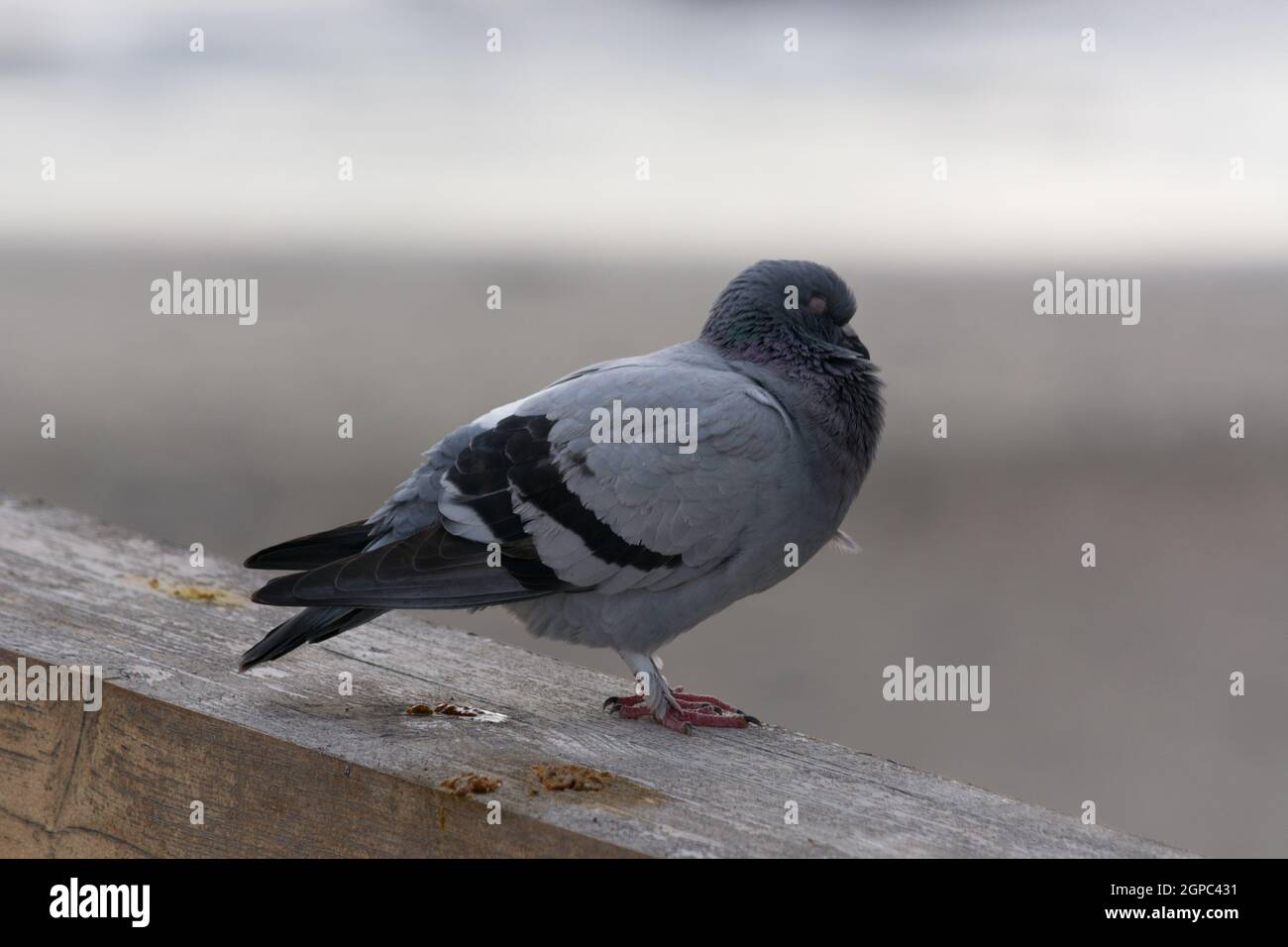 Many pigeons are crowded together Stock Photo - Alamy