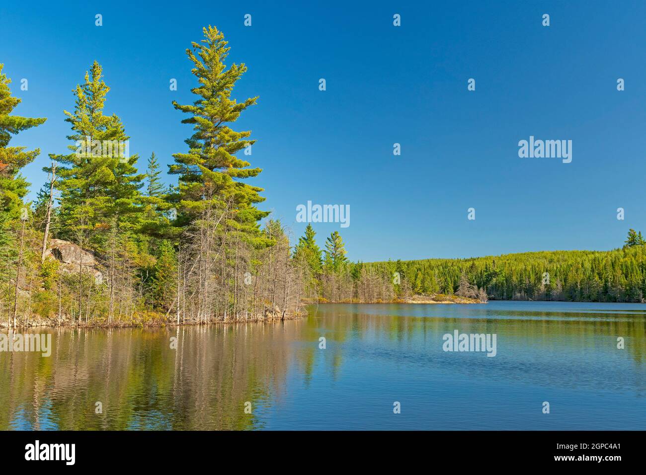 White Pines and Calm Waters on Annie Lake in the Boundary Waters in ...