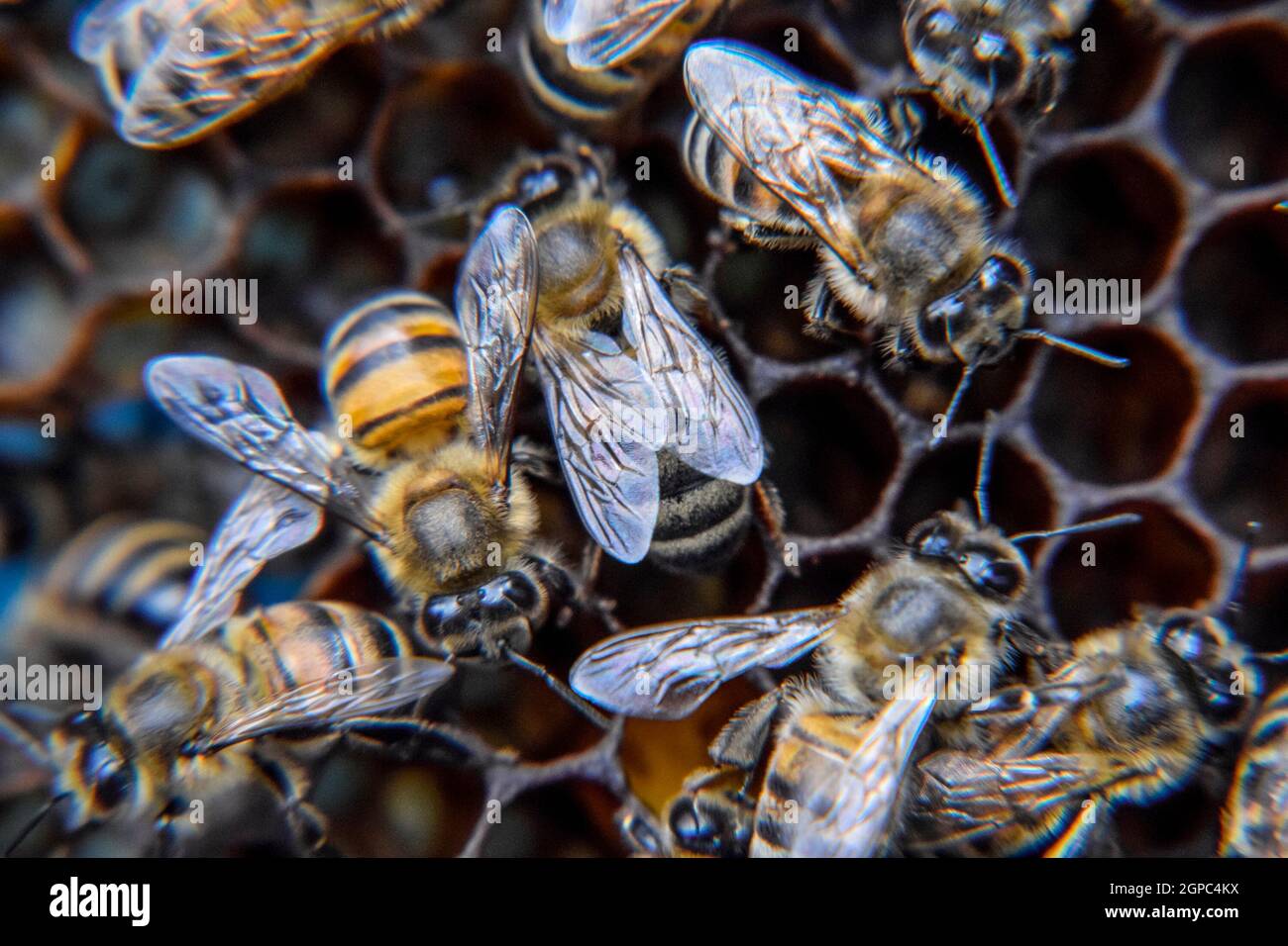 Macro photograph of bees. Dance of the honey bee. Bees in a bee hive on ...