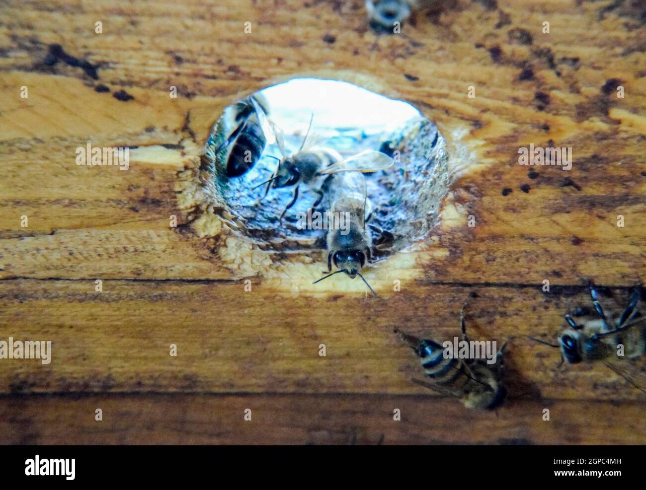 A beehive, a view from the inside. The bee-hut. Honey bee. Entrance to ...