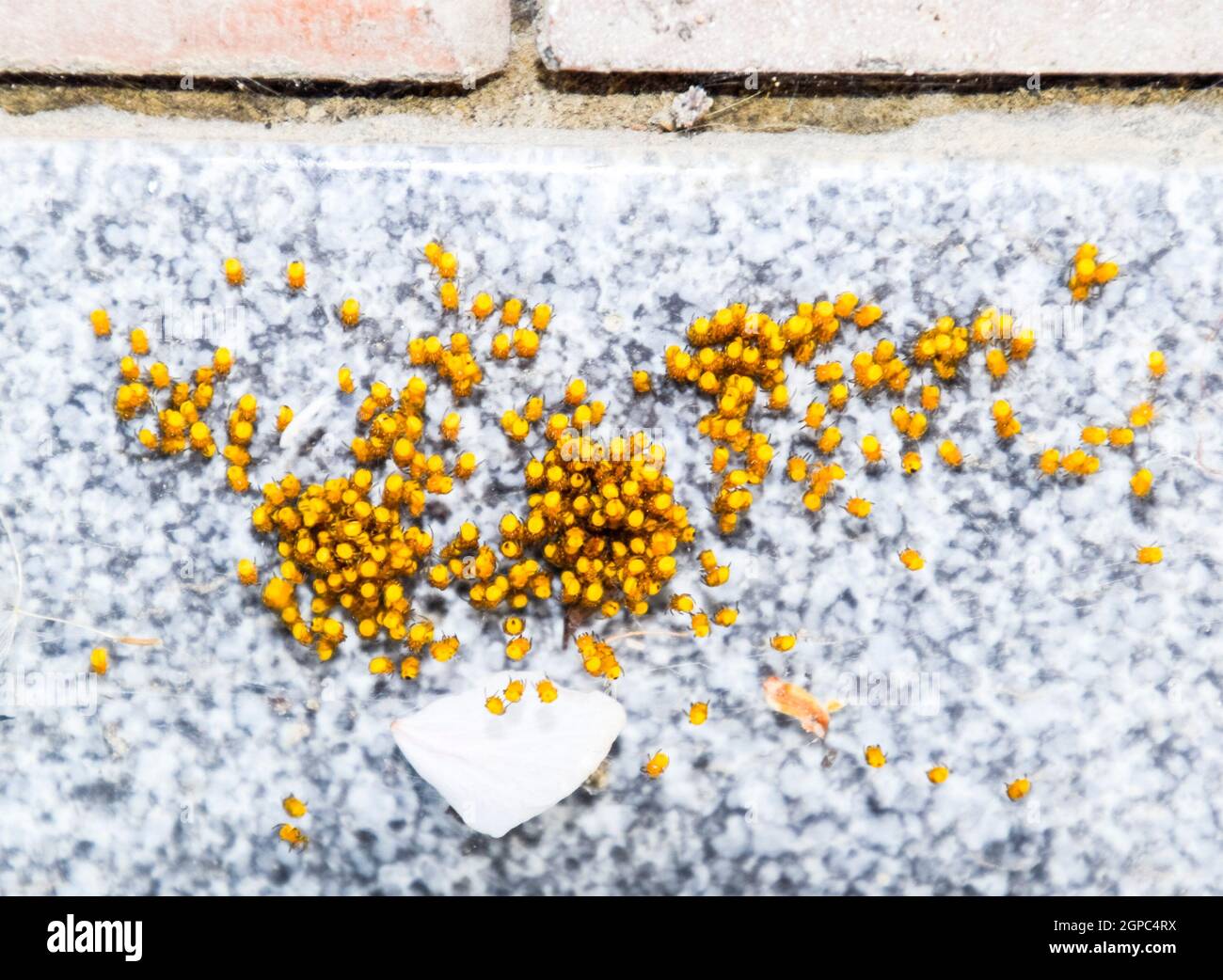 Young spiders, hatched from eggs in the nest. Colony of newborn spiders ...
