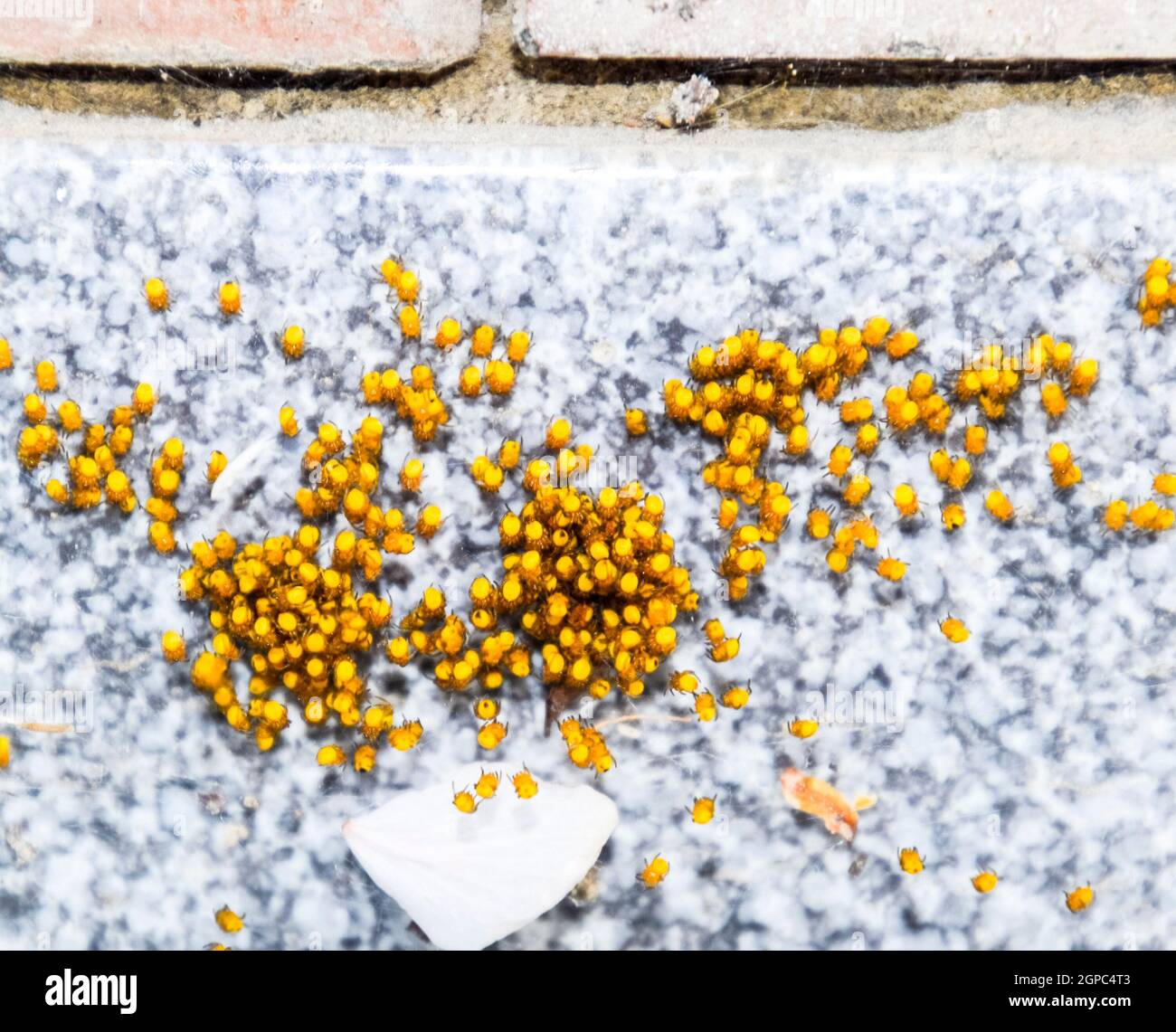 Young spiders, hatched from eggs in the nest. Colony of newborn spiders ...