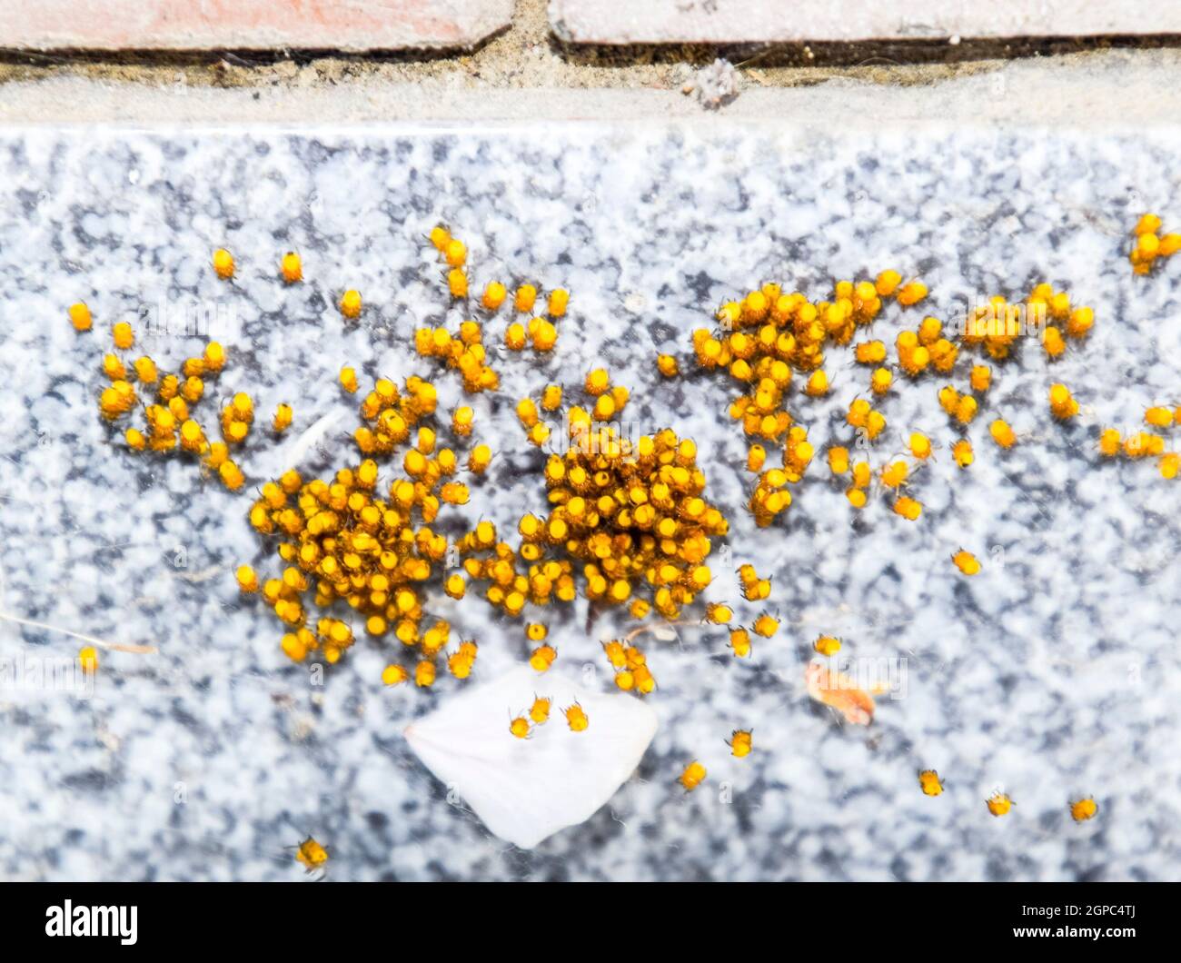 Young spiders, hatched from eggs in the nest. Colony of newborn spiders ...