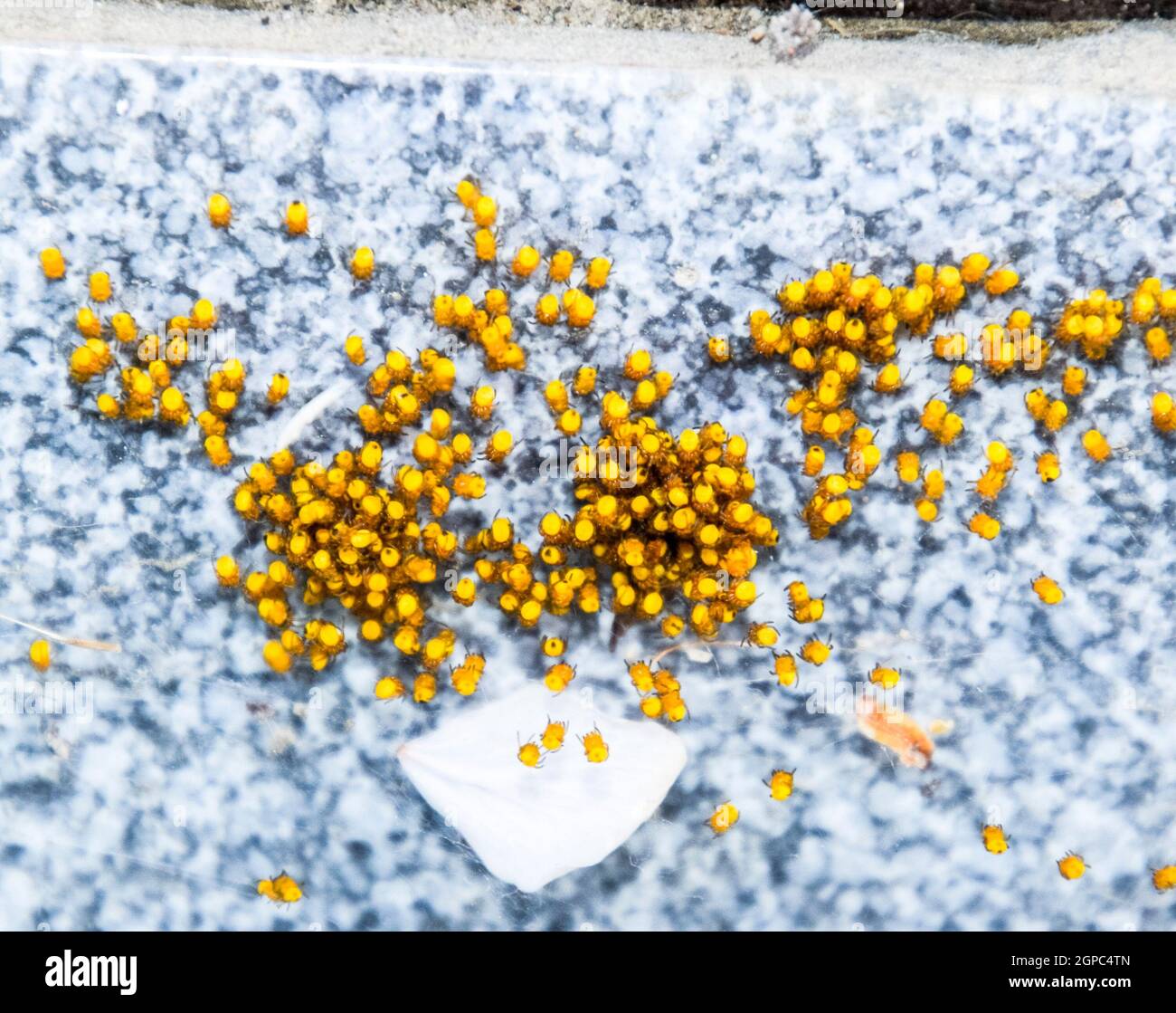 Young spiders, hatched from eggs in the nest. Colony of newborn spiders ...