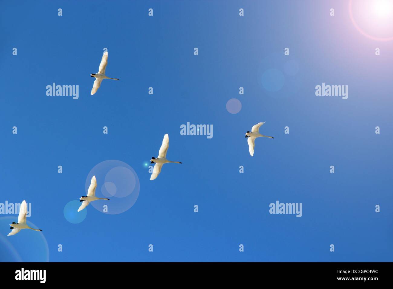 Flock of swans flying through blue sky. Swan flock flying in blue sky ...