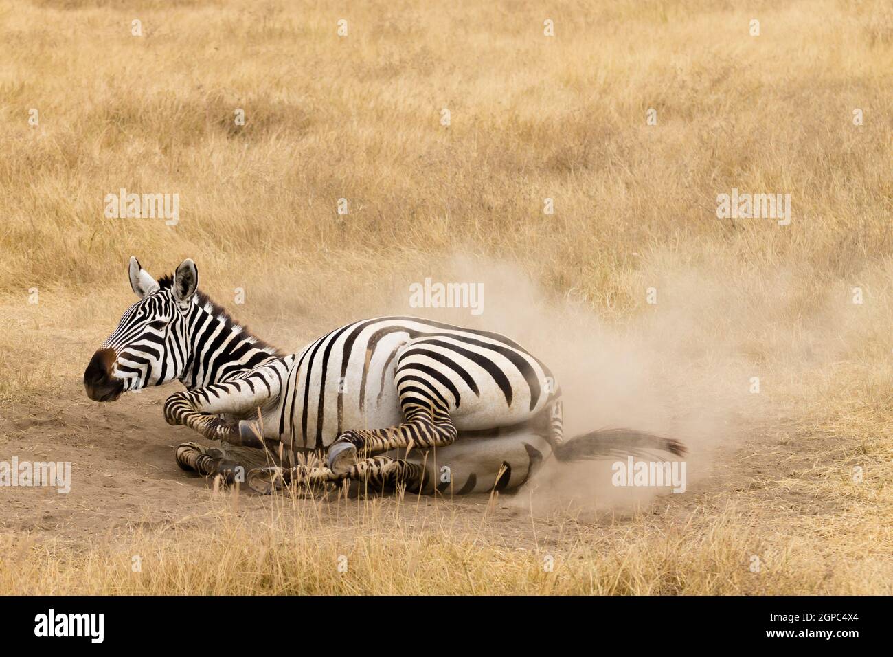 Zebra that is rolling on the ground. Ngorongoro crater, Tanzania ...