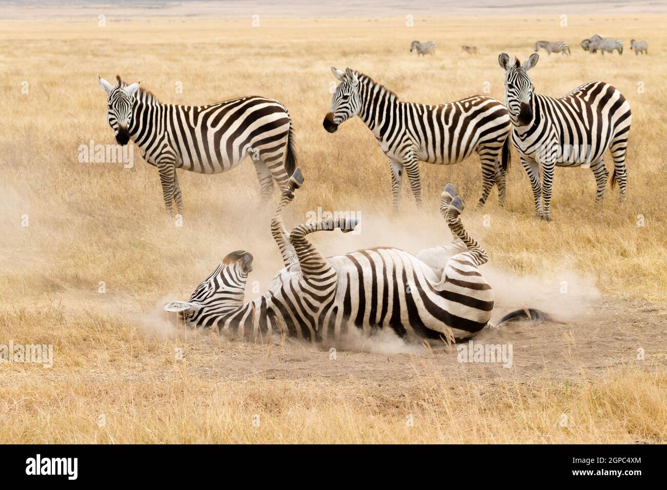 Zebra that is rolling on the ground. Ngorongoro crater, Tanzania ...