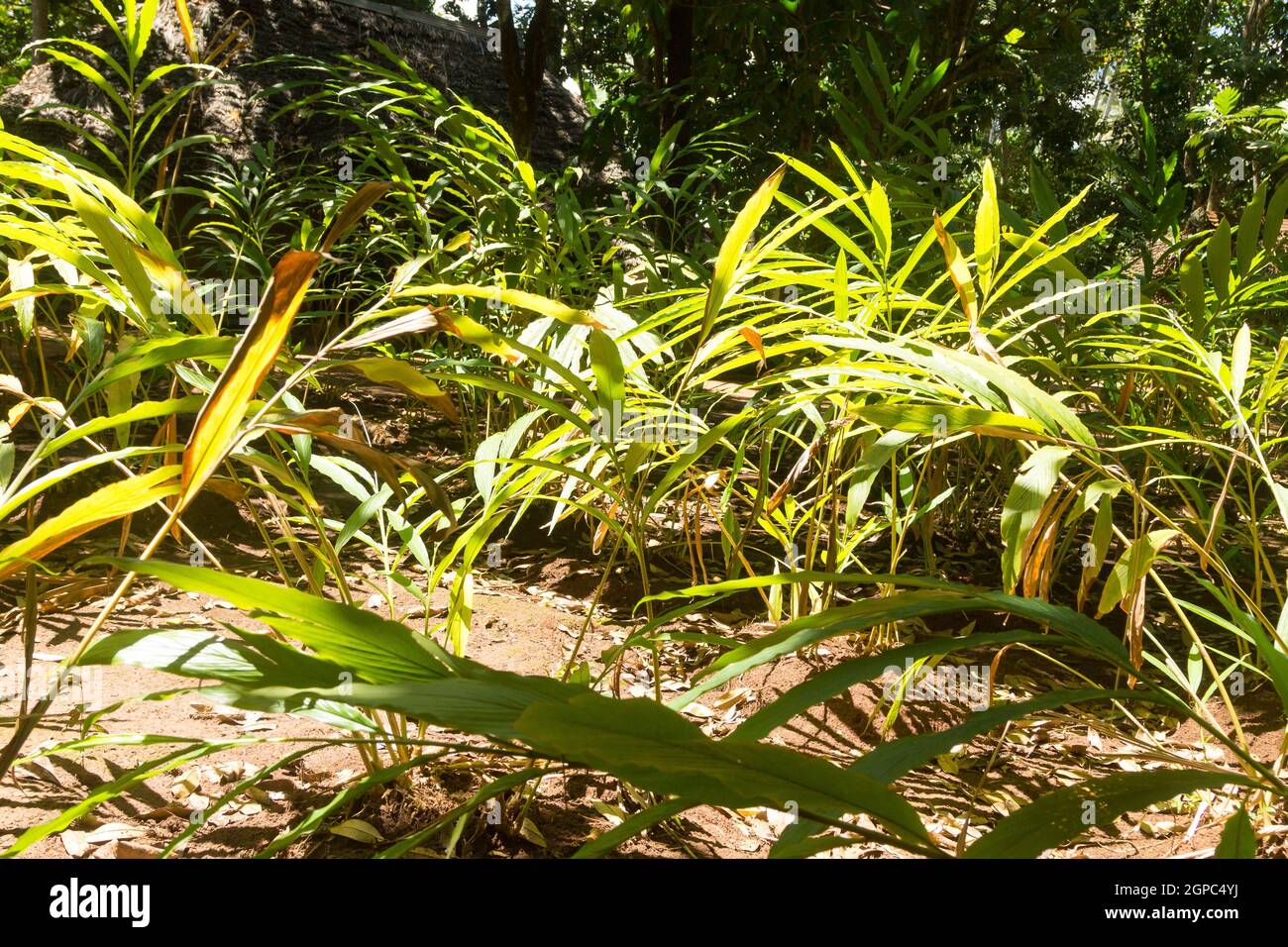 Cardamom cultivation from Zanzibar, Tanzania. Spices cultivation ...