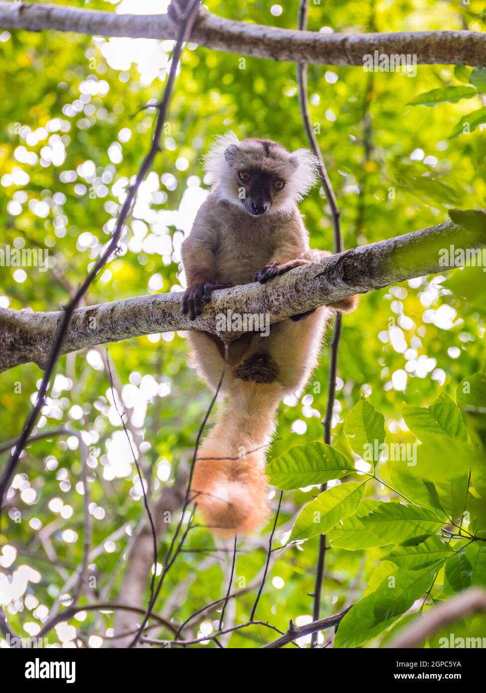 Lemur in their natural habitat, Lokobe Strict Nature Reserve in Nosy Be ...
