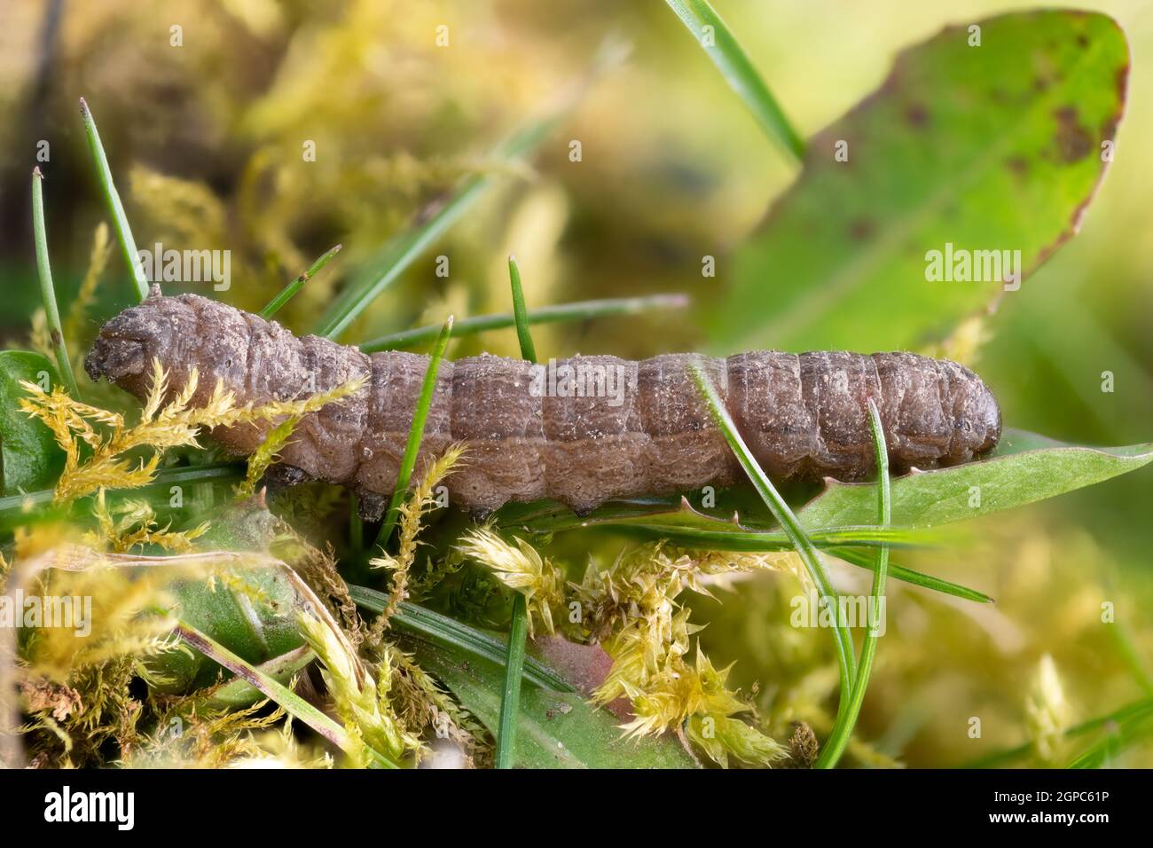 Side view of a caterpillar of the moth shadow monk ,Cucullia umbratica ...
