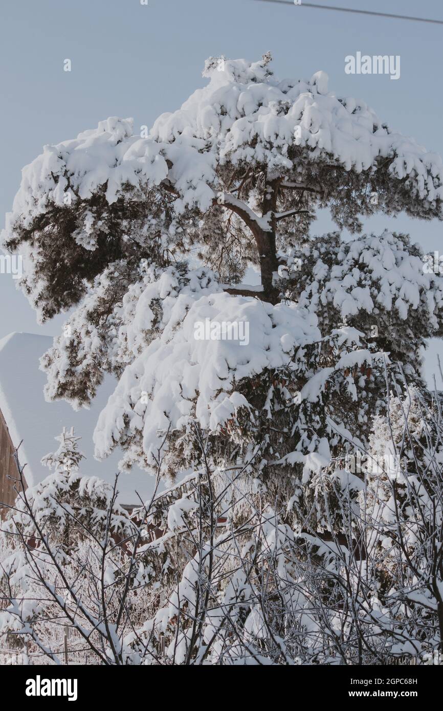 Big fir tree hi-res stock photography and images - Alamy